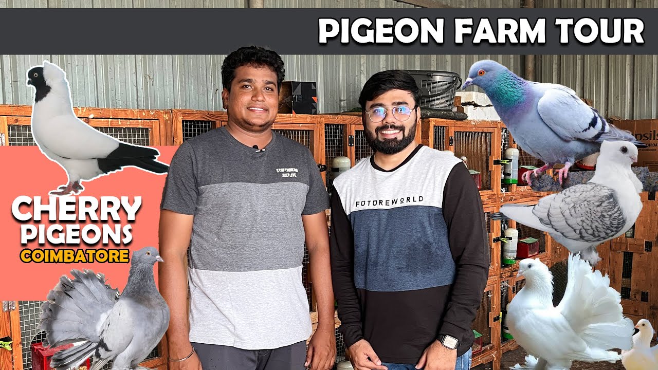Fancy Racing Pigeon Farm Tour | Cherry Pigeon Coimbatore | Sales ...