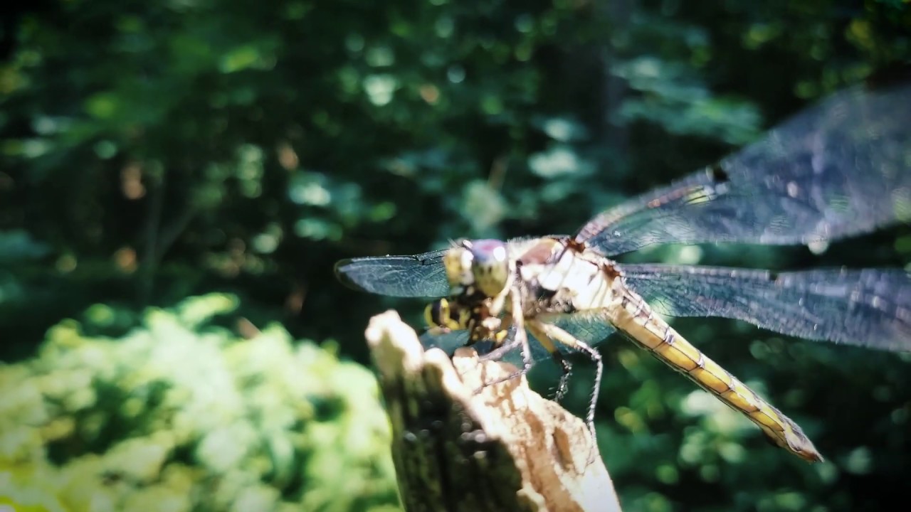 While a Dragonfly is Eating a Wasp, a Fly Lands on its Head. - YouTube