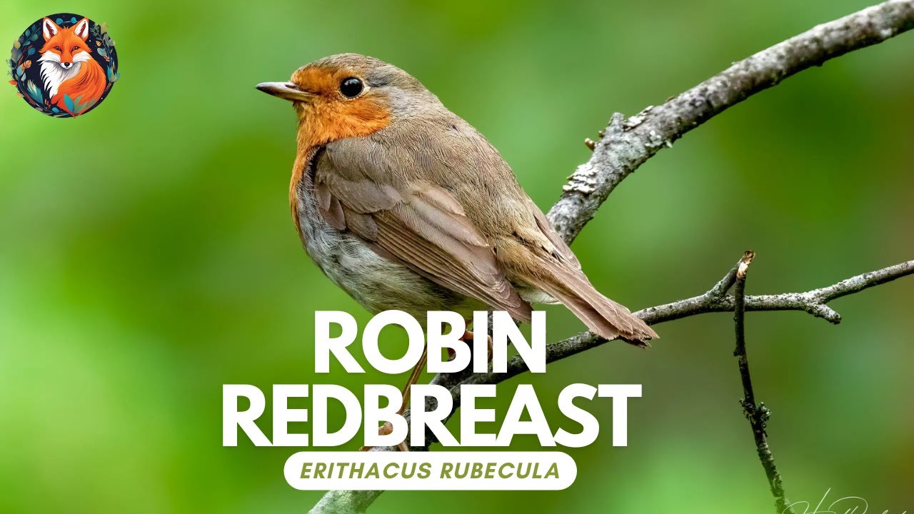 Robins in Your Garden: All About the Red-Breasted Birds You Love - YouTube