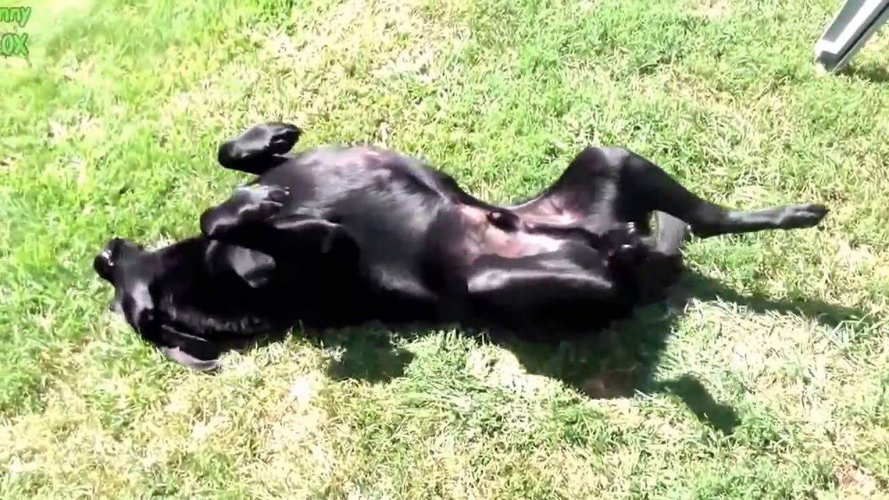 Best Funny Dogs Acting Strange After Vet Visit Compilation New 2014 ...