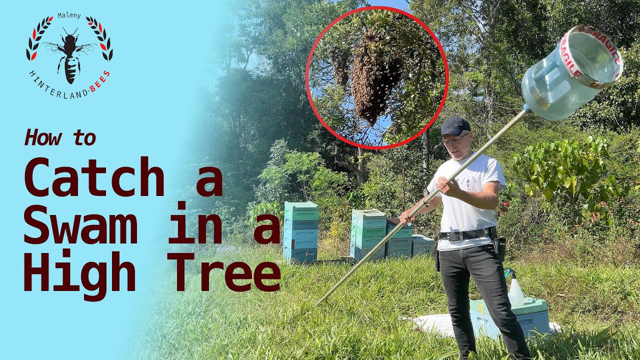 How to Catch a Bee Swarm in a High Tree - YouTube