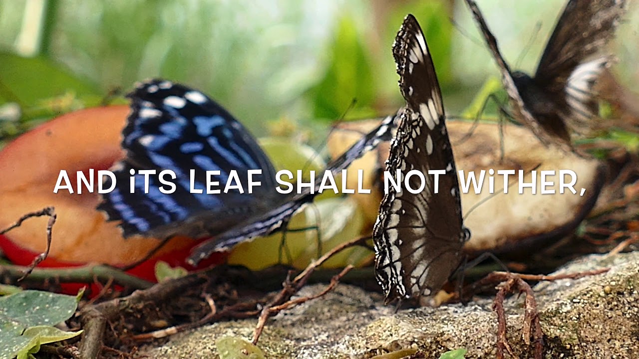 Shady Brook by Sharon Guinn - YouTube