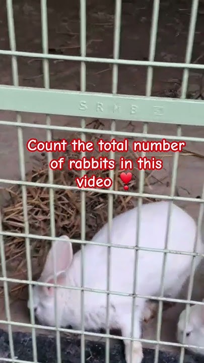 count the total number of rabbits#youtube #youtubeshorts #shortvideos # ...