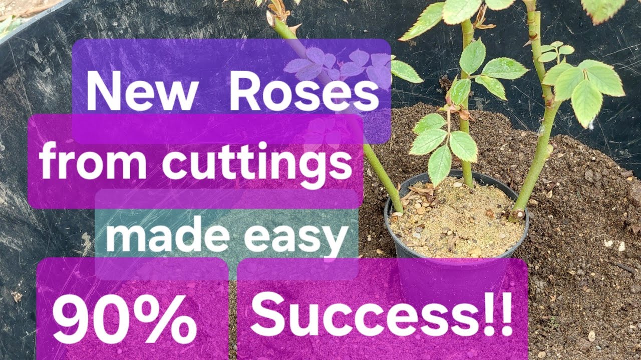 The EASY way to root Rose cuttings. It's so simple, I'll show you how ...