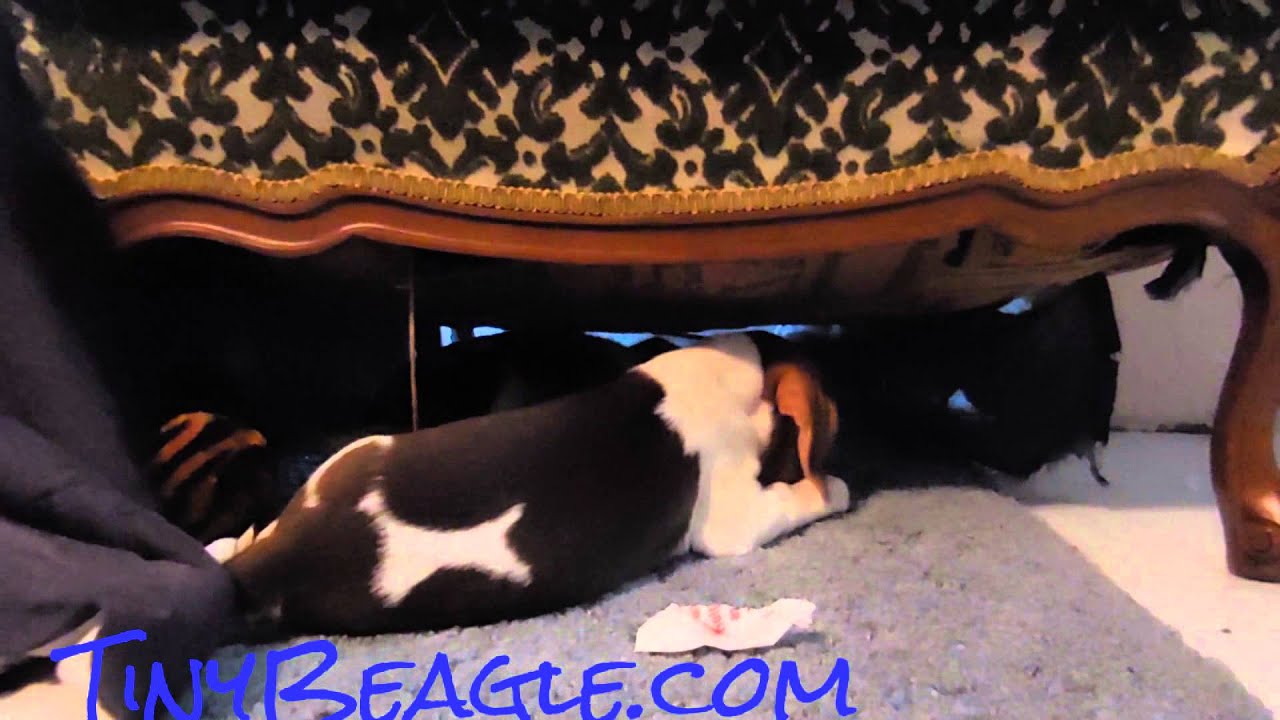 For Sale Beagle Pups Cute Playing Mini Pocket Beagles 9 Weeks Old - YouTube