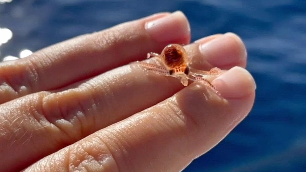 Smallest Octopus In The World