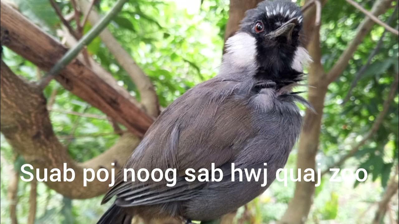 Suab poj noog sab hwj quaj zoo dib tuaj zoo heev 2024 - YouTube