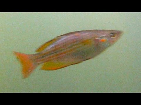 Native Fish: Chequered Rainbowfish (Melanotaenia splendida inornata ...