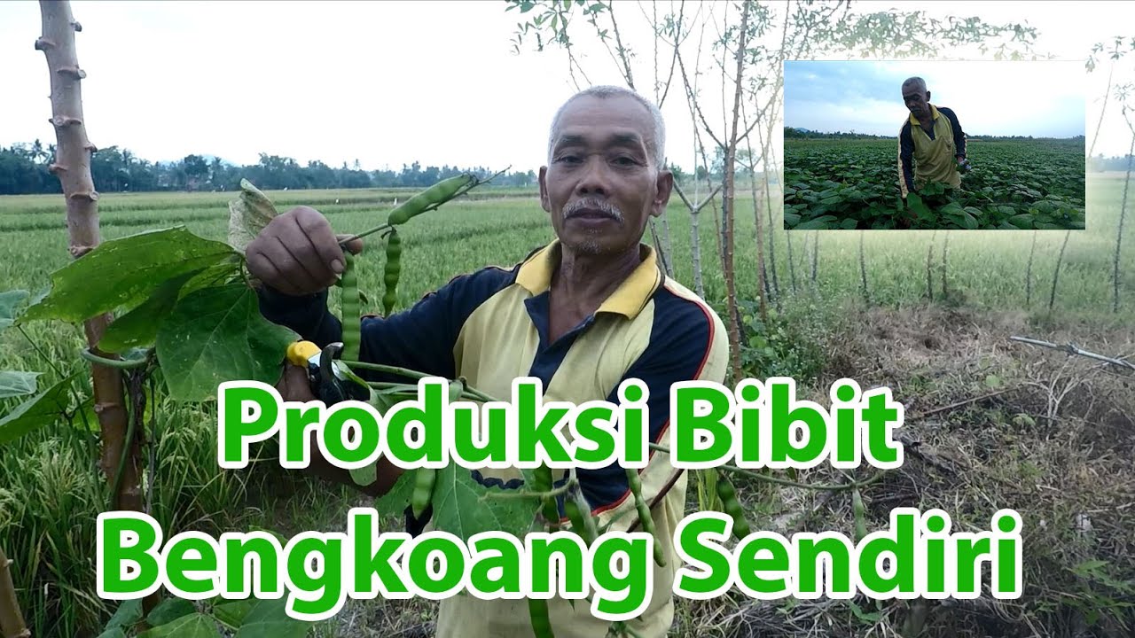Cara Membuat Bibit Bengkoang Sendiri - YouTube