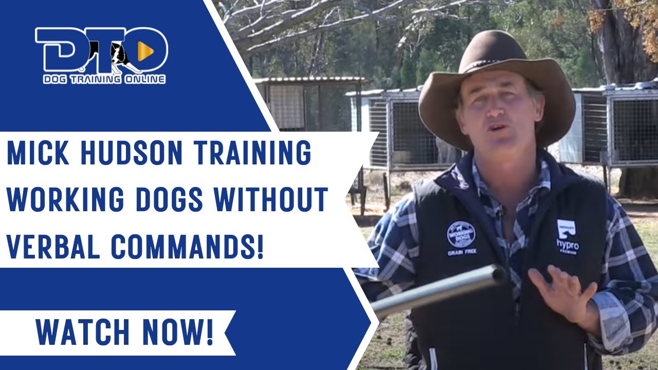 Mick Hudson Training Working Dogs Without Verbal Commands! - YouTube