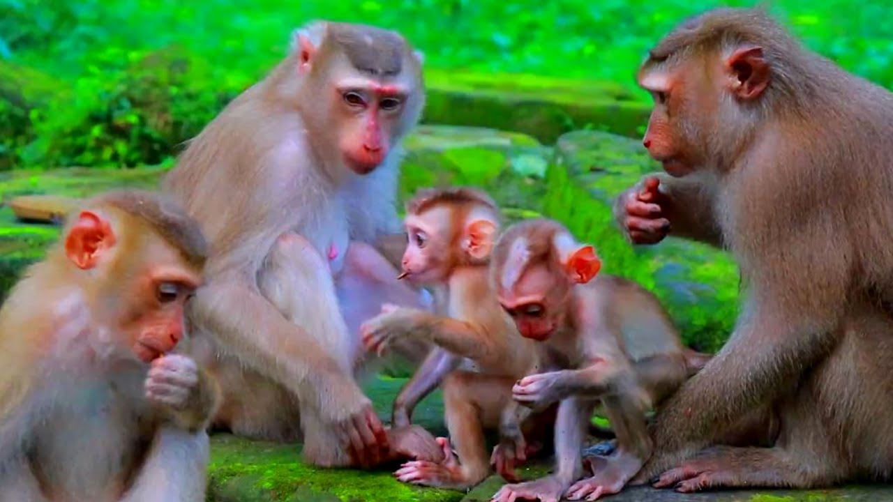 How Do Baby Monkeys Grow Up in the Wild? - YouTube