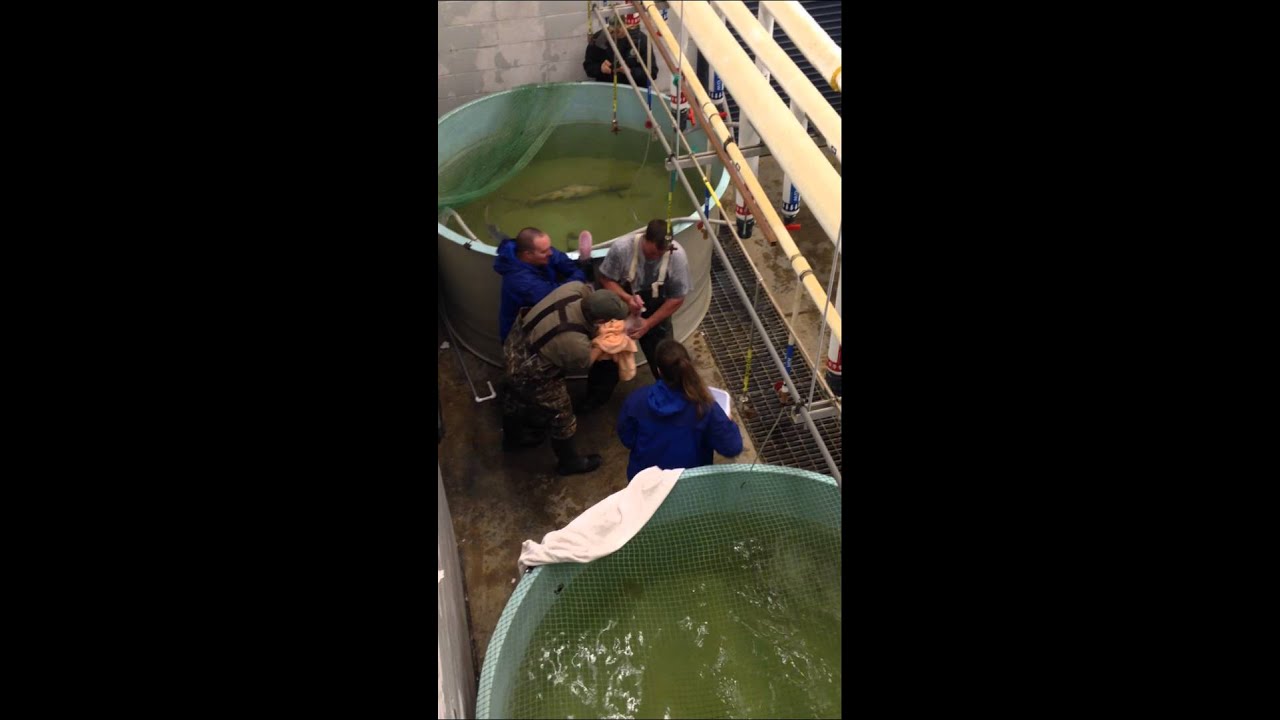 Paddlefish Spawn Video #2 - Collection of Milt (Sperm) 2014 - YouTube