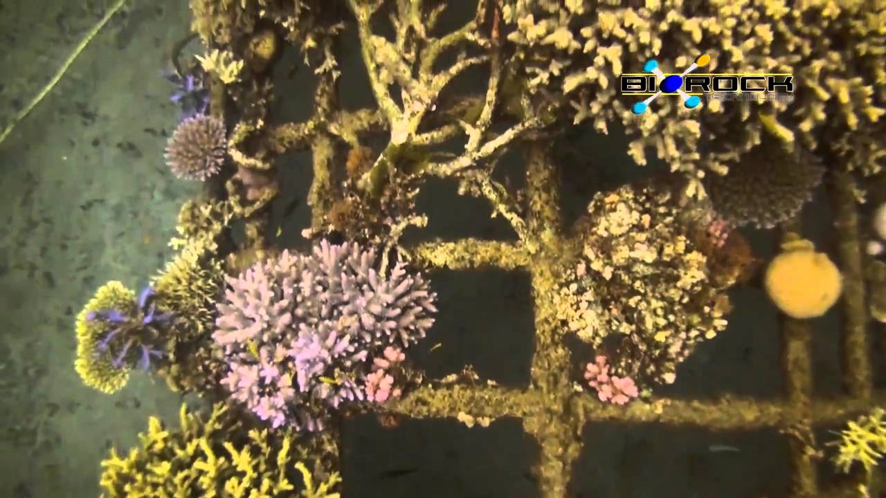 Goa Karang Structure Biorock Coral Reef Restoration - YouTube