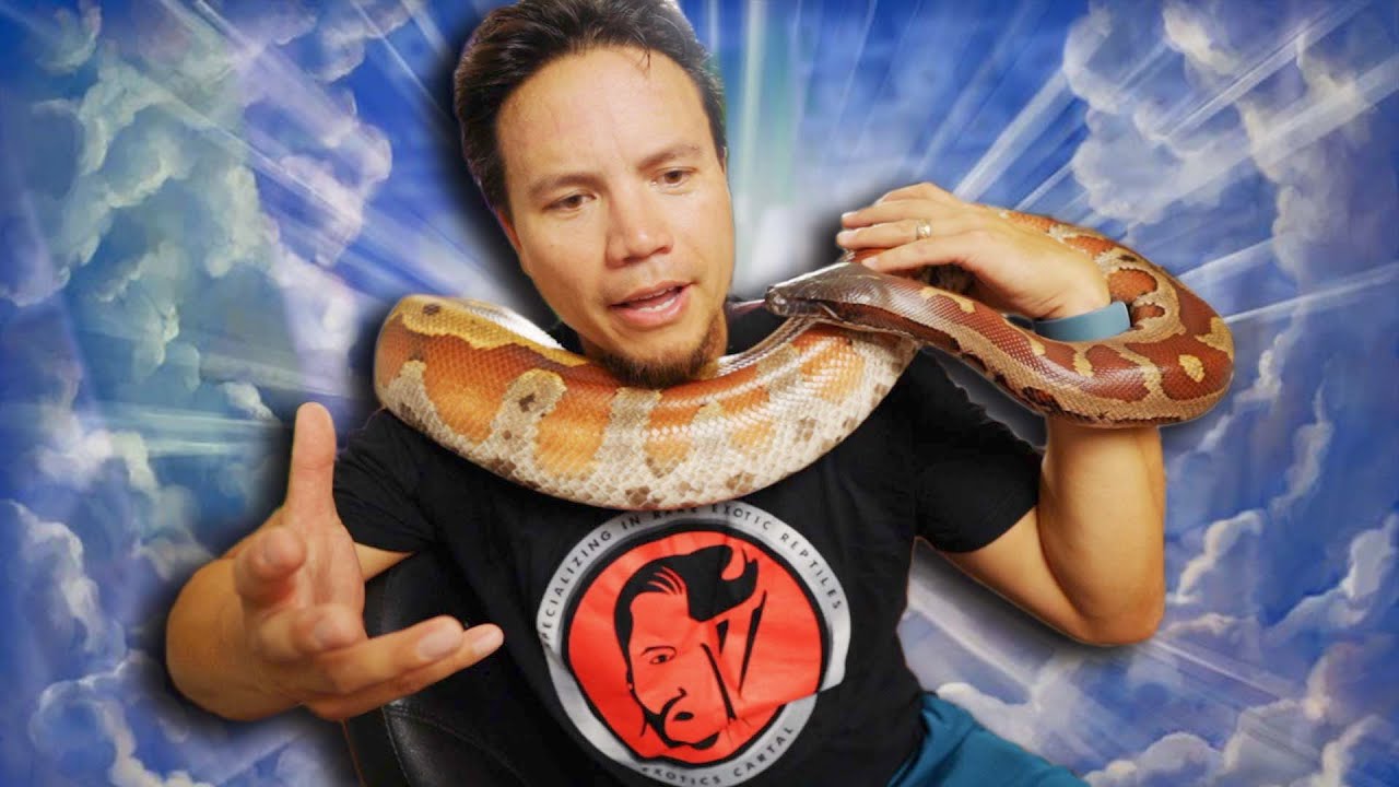 God Loves Blood Pythons - YouTube