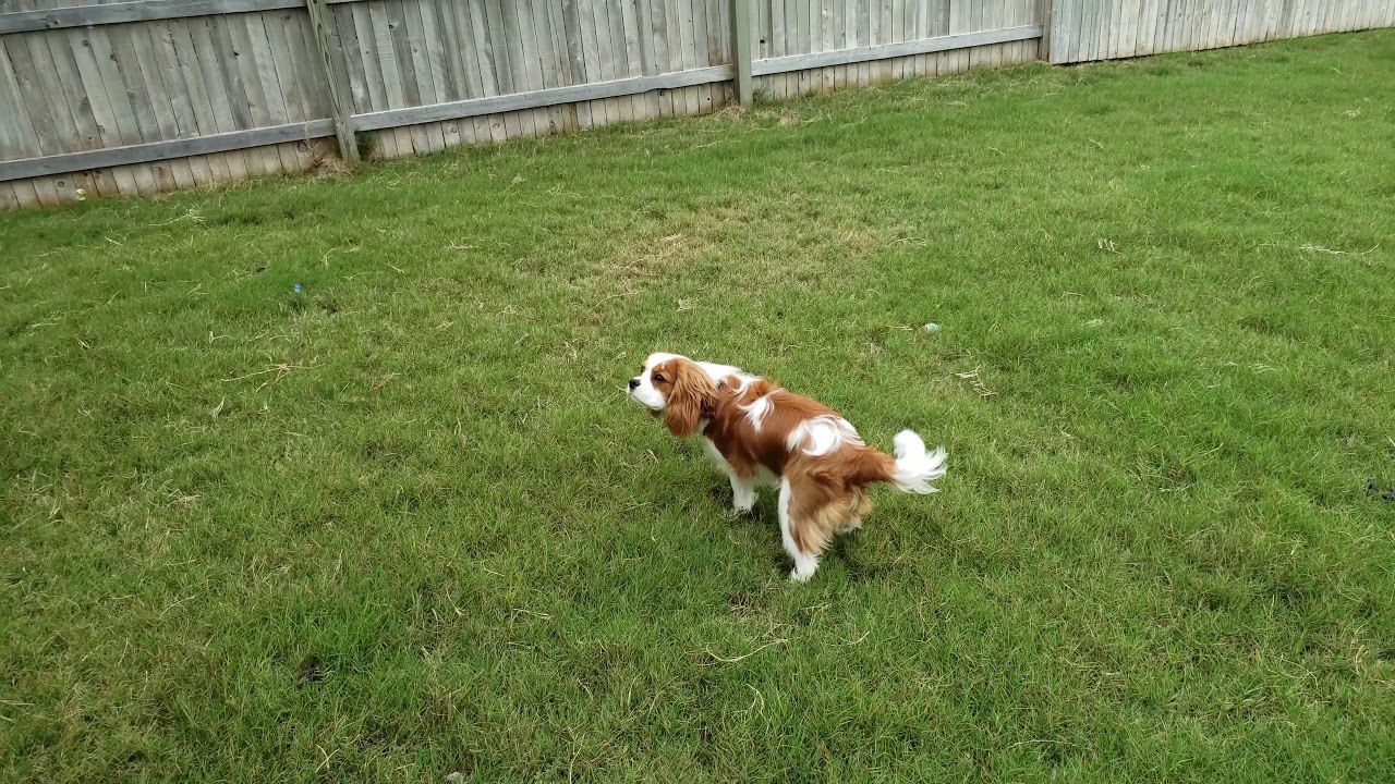 Dog chasing bubbles - YouTube