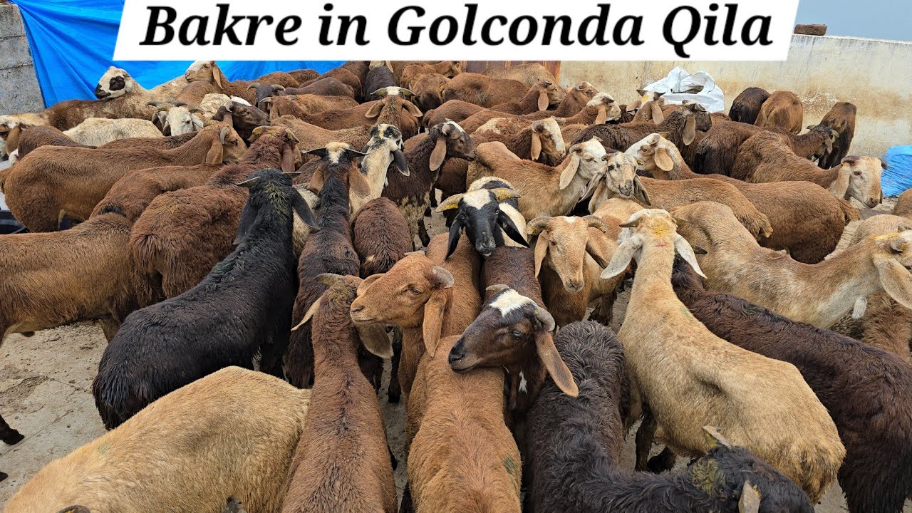 Qurbani ke bakre in Golconda qila | pure Telangana potla sheep's ...
