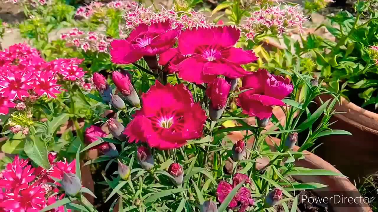 tips for growing more denthus flower in denthus plant - YouTube
