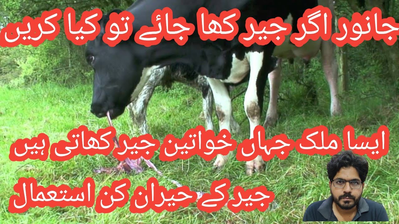 Placenta eating in animals I Placentophagy I placenta eating in humans ...