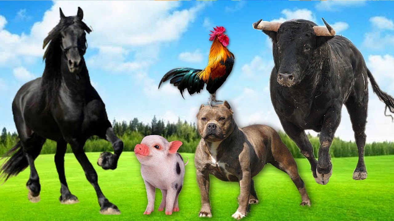 Cavalo Cruzando Com Porco - FDPLEARN