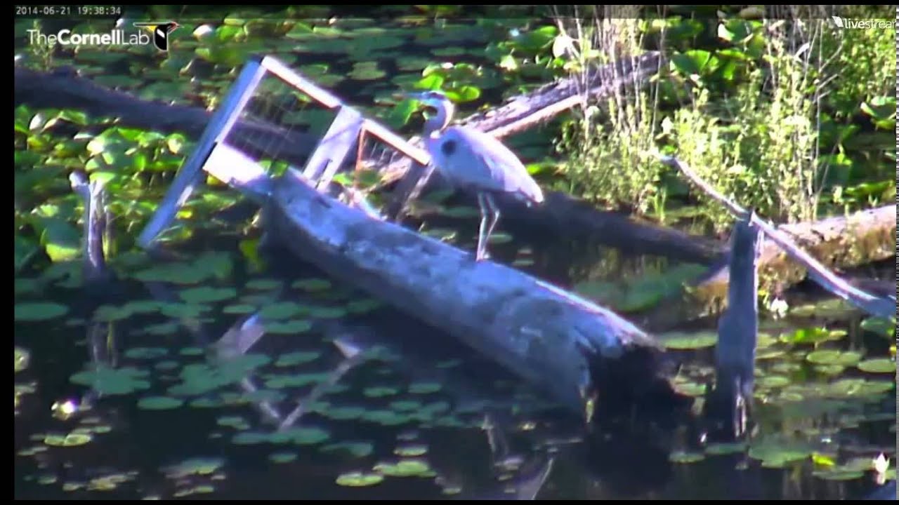 Video 2014 06 21 190000 GBH STILL ON OSPREY LOG FLIES TO SHORE 45 MIN ...