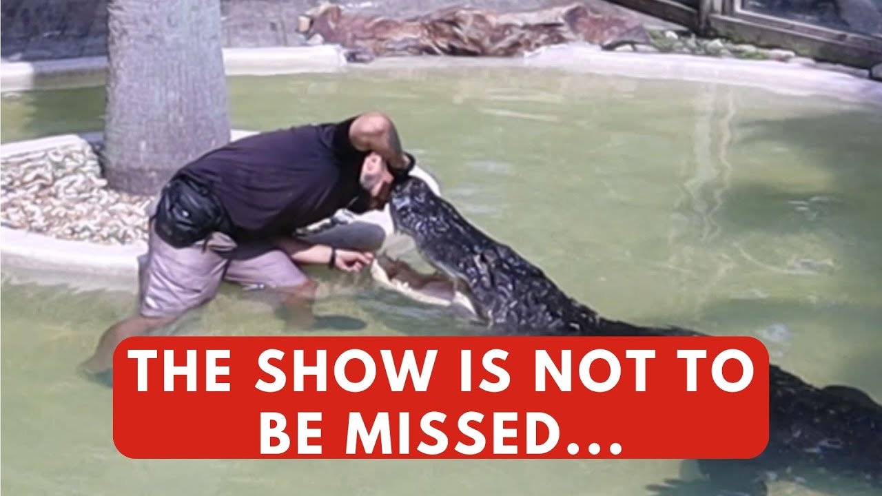 Alligator show in Wild Florida Airboats - YouTube