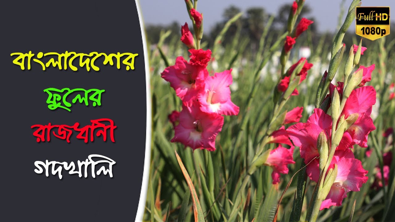 ফুলের রাজধানী 🌻 গদখালি ভ্রমণ | Godkhali flower garden travel | Tomake 🎶 ...