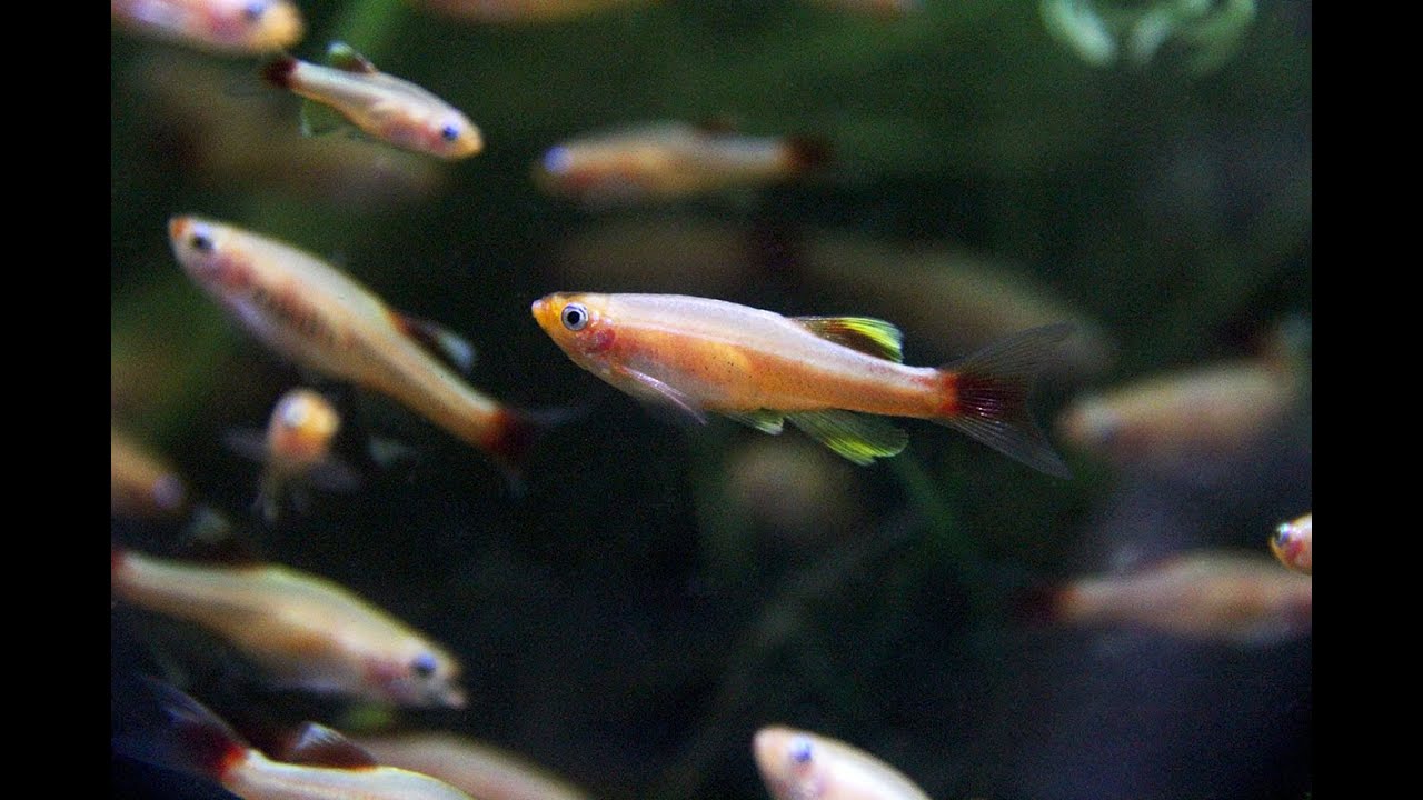 Long Fin Gold White Clouds Feature - YouTube