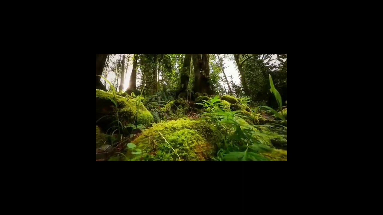 Natural song, natural song - YouTube