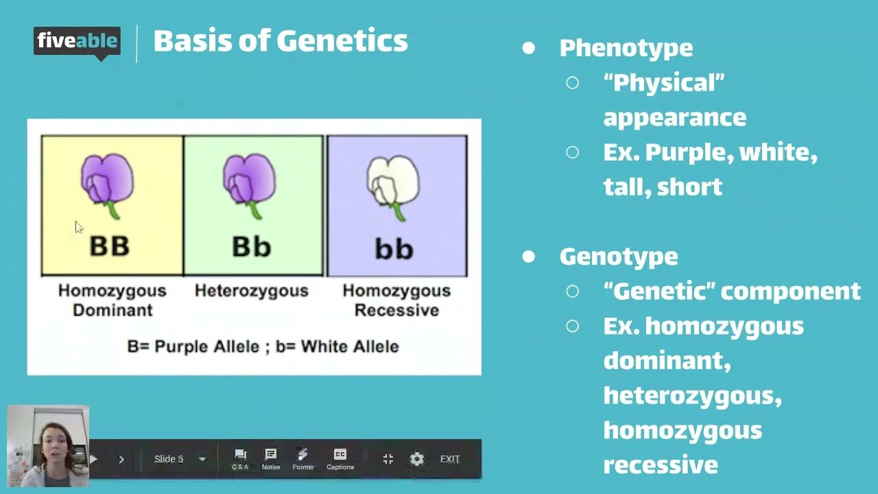 AP Biology - Mendelian Genetics | Fiveable Cram Archive