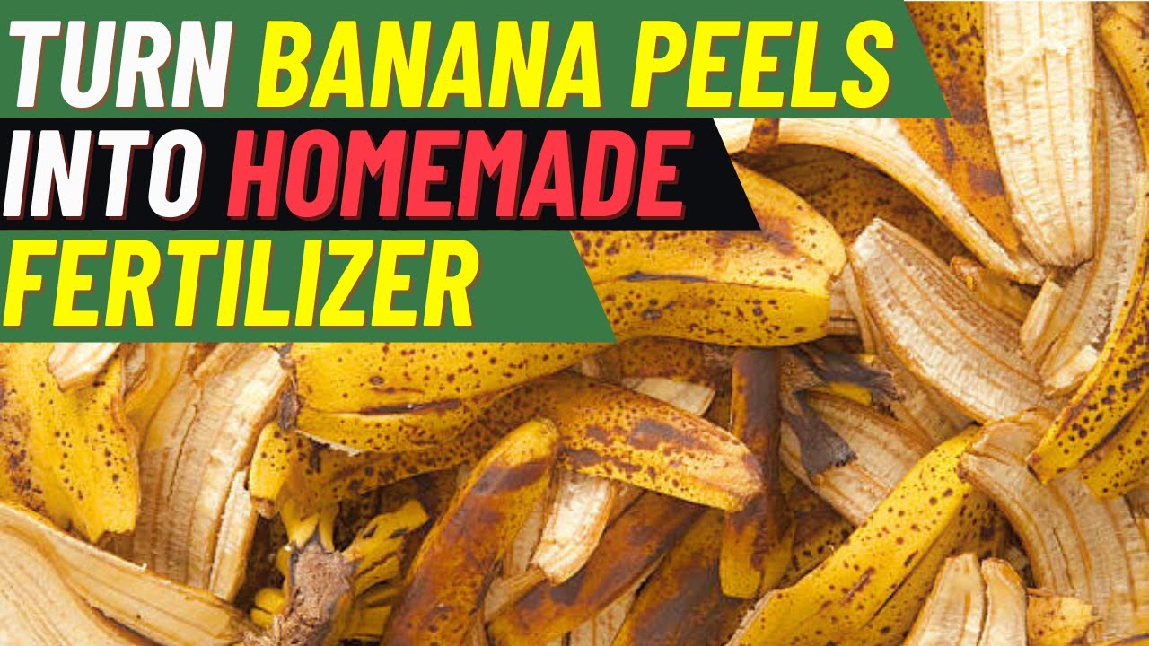 Easy Step by Step Guide on How to Make Banana Peel Fertilizer. - YouTube