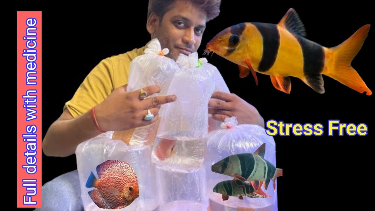 Big Size Clown Loach and premium Discus Restock - YouTube