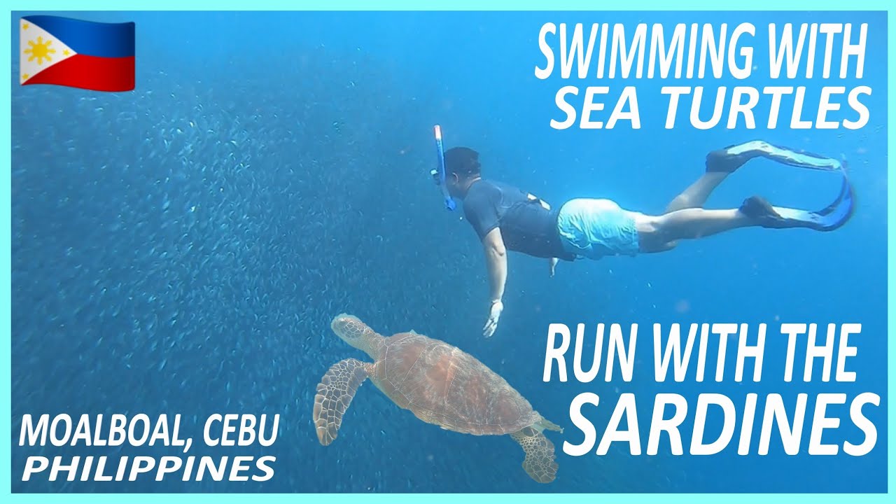 Sardine Run & Swim with the Sea Turtles | Moalboal, Cebu, Philippines ...