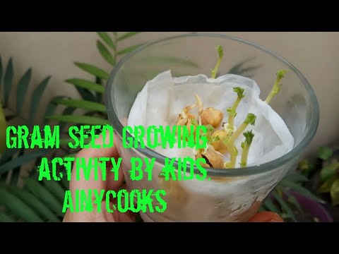 Gram Seed Germination. Kids Science Activity _ AinyCooks - YouTube