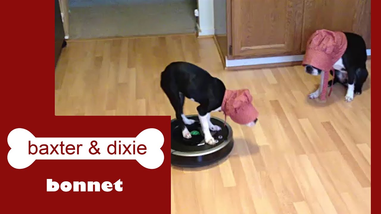 Dogs Wearing Pioneer Bonnet Hat Riding Roomba - YouTube