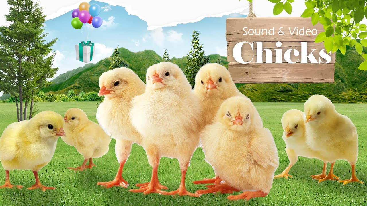 Animal Sounds of Baby Chicks Chirping - YouTube
