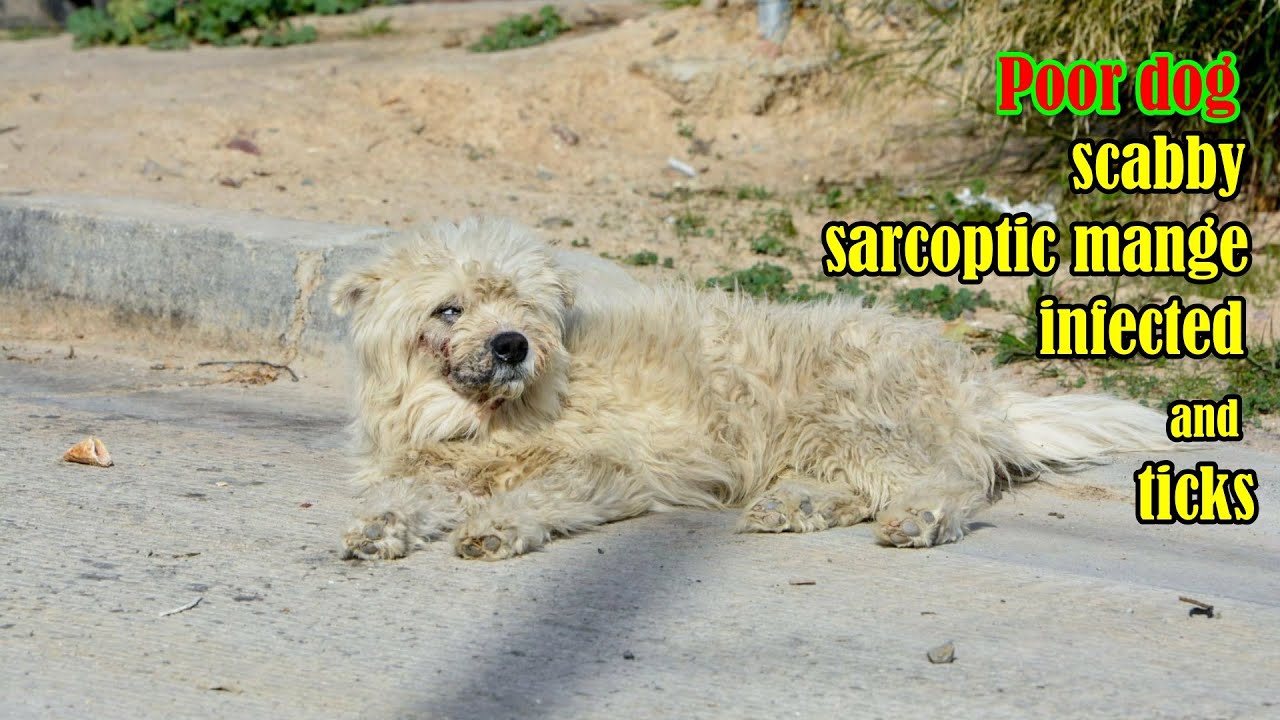 The poor dog who was got scabby, bloody sarcoptic mange - YouTube