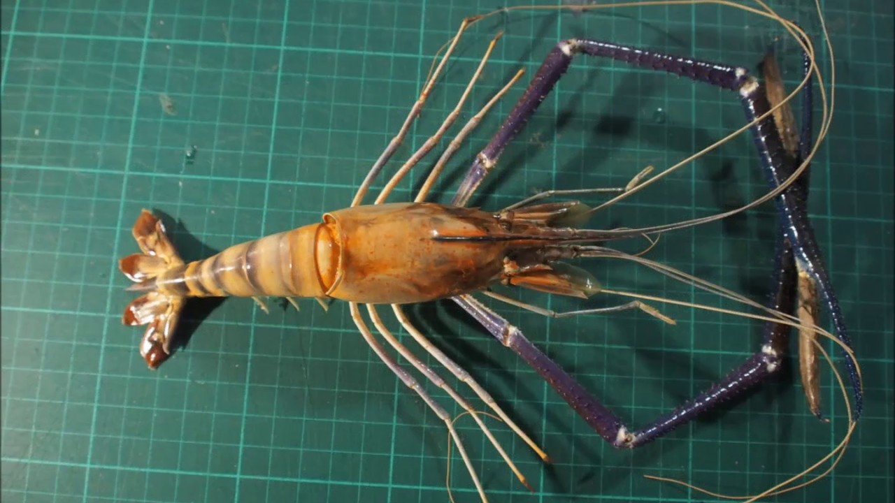 Biology Stuffing Lab (การสตัฟฟ์กุ้ง) - YouTube