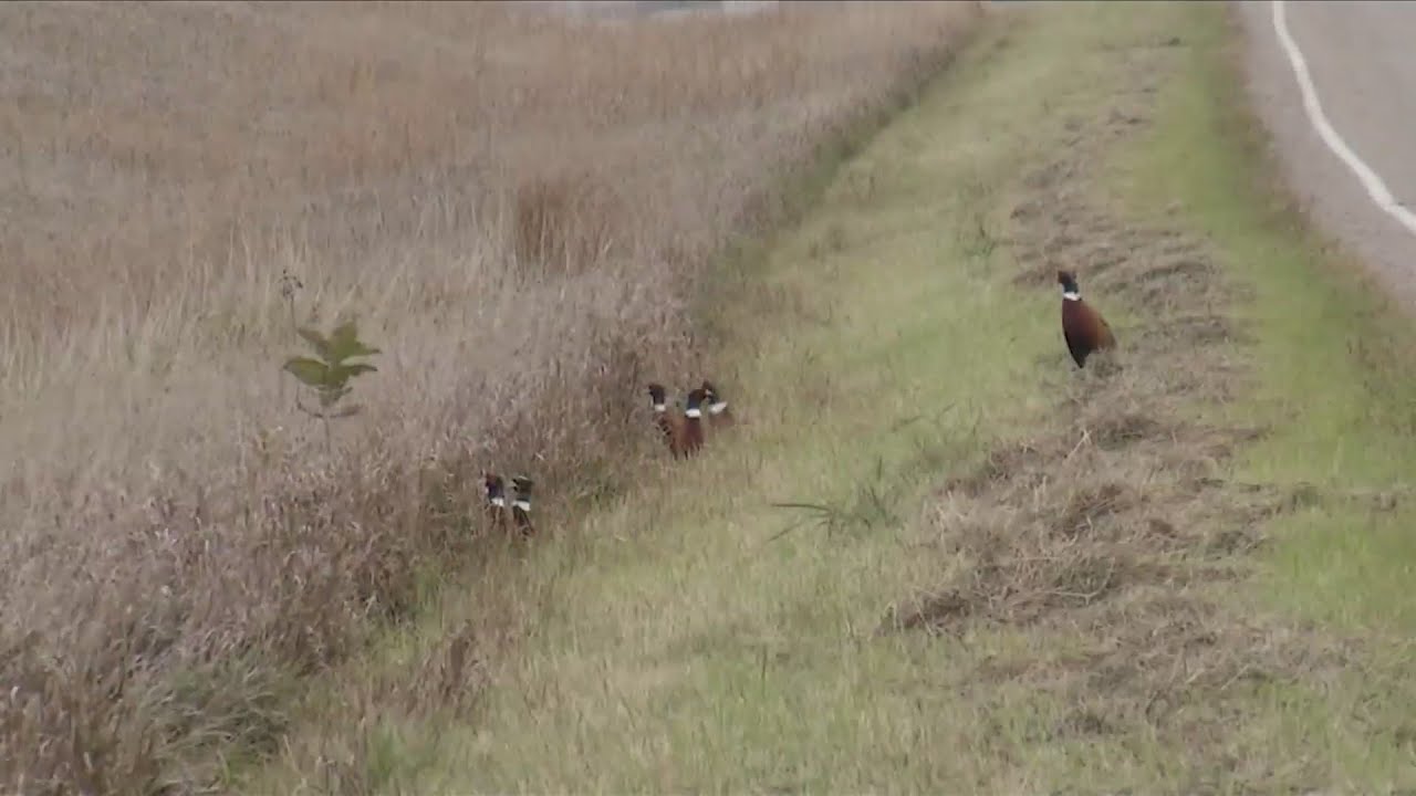 Pheasant hunting choosing Iowa, DNR says - YouTube