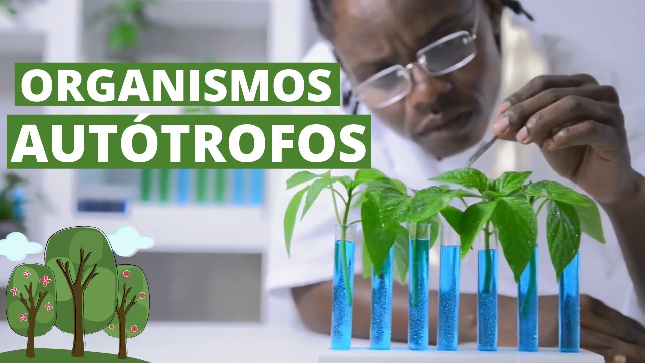 ¿Qué son los ORGANISMOS AUTÓTROFOS? Características y ejemplos🌳 - YouTube