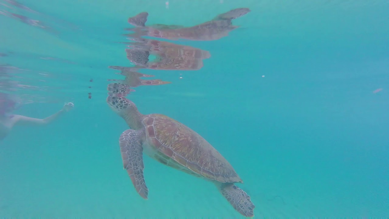 Swim with Sea Turtles in Curacao - YouTube