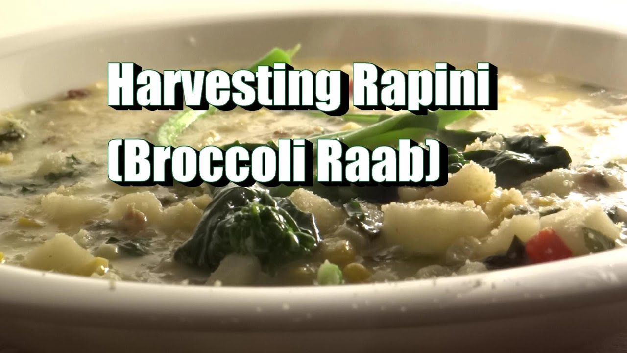 How to Harvest Rapini (Broccoli Raab) & Recipe Idea - YouTube