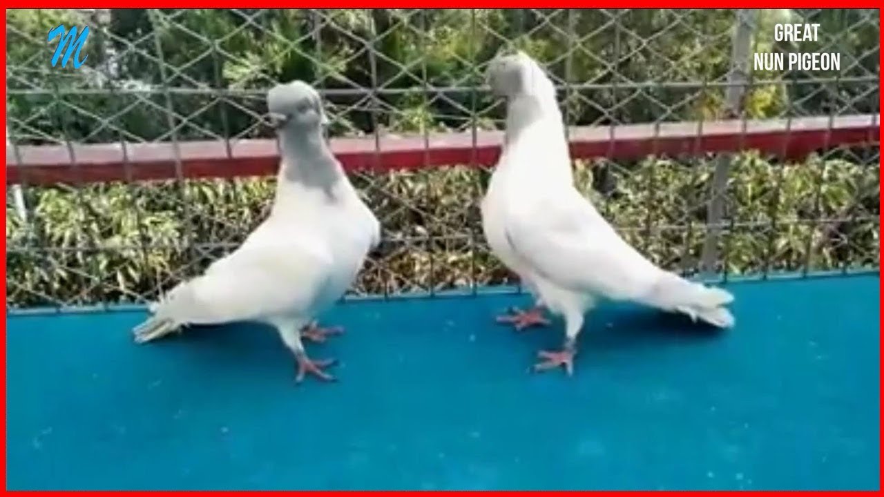 Silver Nun or Dutch Shell Pigeon - A Rare & Gorgeous Fancy Pigeon ...