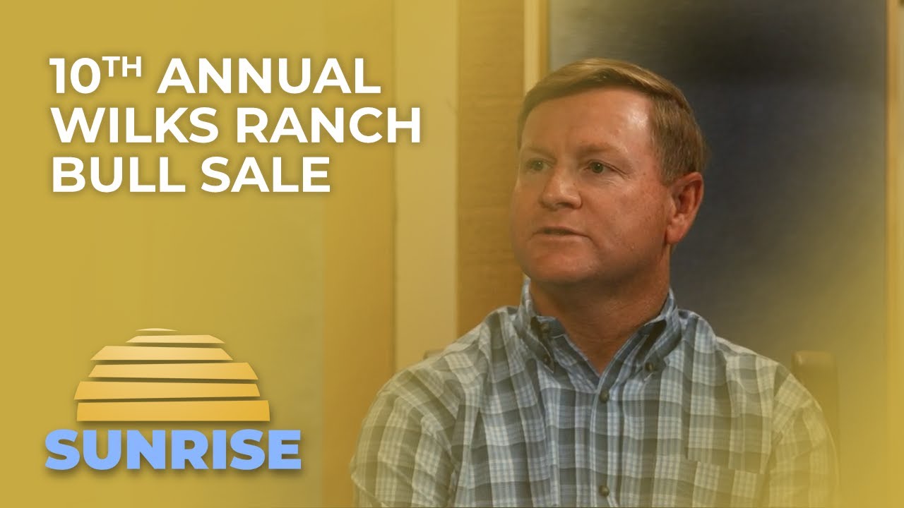 10th Annual Wilks Ranch Bull Sale | Superior Livestock Sunrise - YouTube