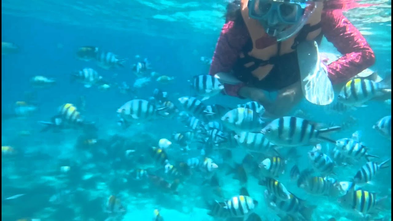 Olango reef @ San Vicente Marine Sanctuary Cebu - YouTube