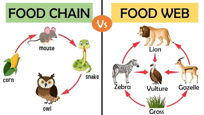 Difference Between Food Chain And Food Web Guidance Corner