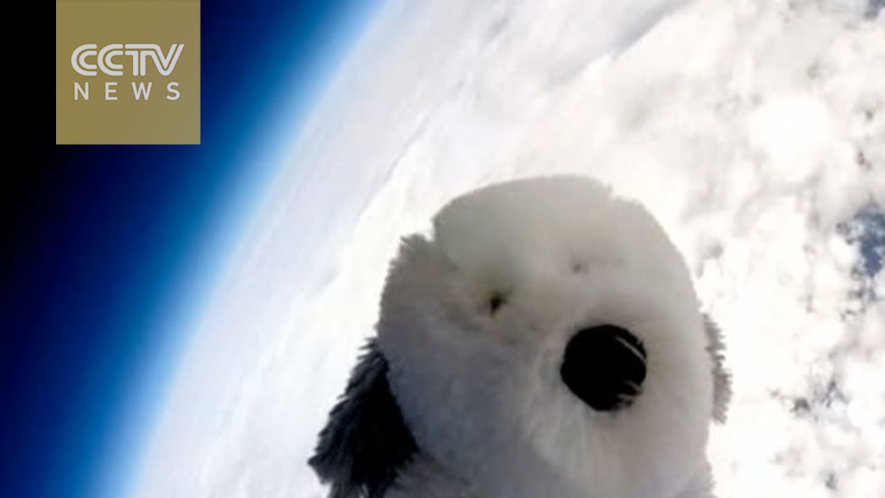 UK school appeals for toy dog ‘Sam’ lost in space - YouTube