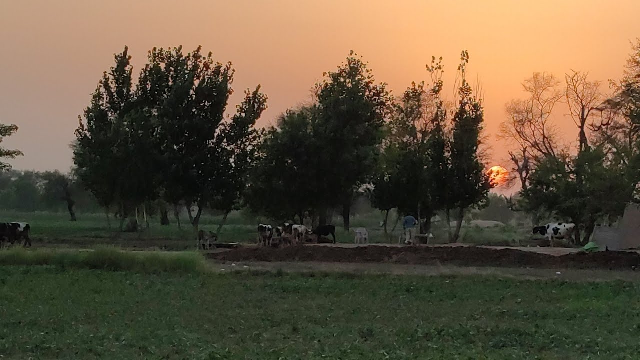 Attractive Scene of Sunset In a Village With 4K Video - YouTube