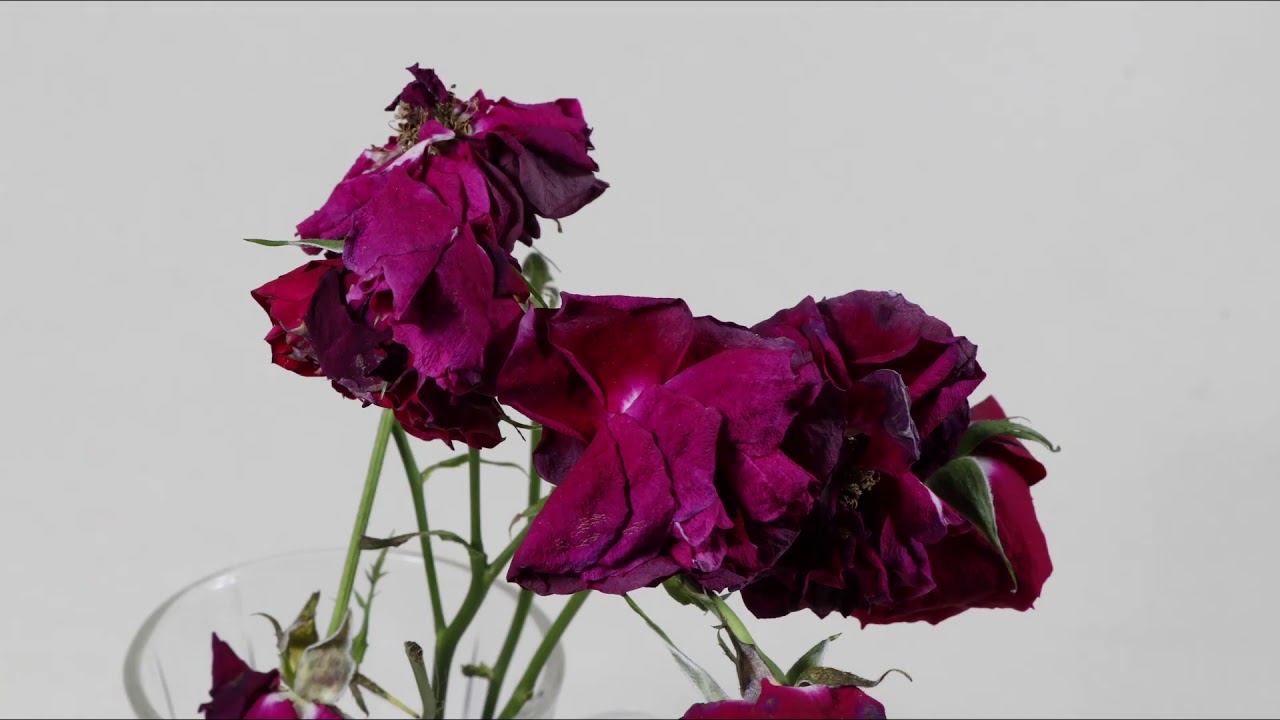 Flor Marchita - Timelapse - YouTube