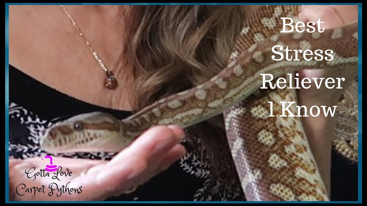 Living WIth Snakes And Great Therapy Animals For Many - YouTube
