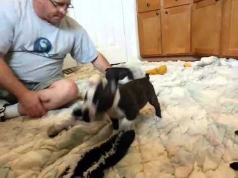 FrenchBo ~ Frenchton ~ Froston ~ French Bulldog X Boston Terrier ...